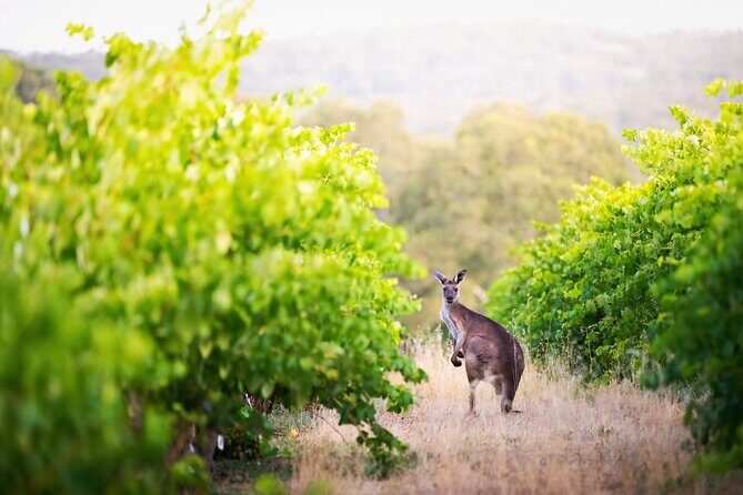 Barossa Small Group Wine Tours with Wine Tasting and Lunch - An In-Depth Look at the Tour