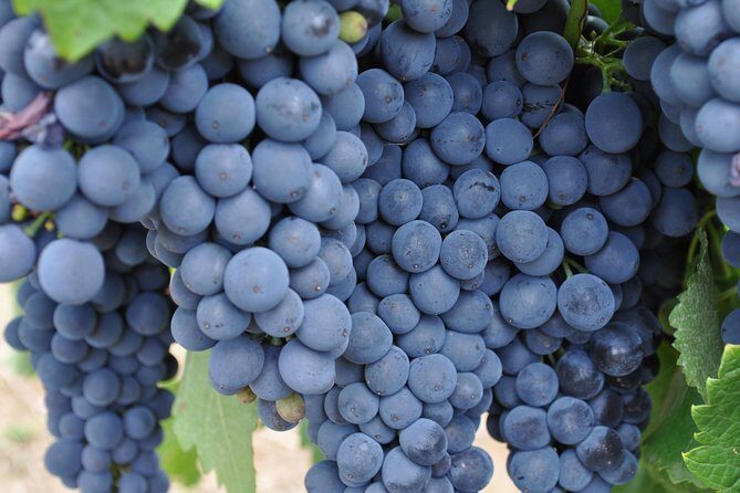 Barossa Valley Cellar Door Small Group Tour - FAQ
