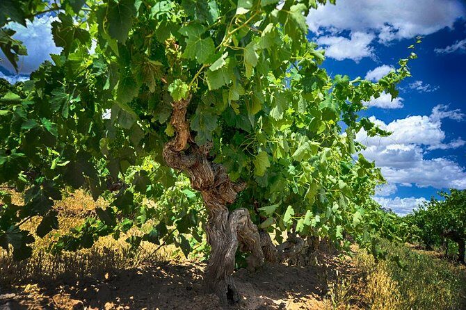Barossa Valley Full-Day Tour - Final Thoughts: Who Will Enjoy This Tour?