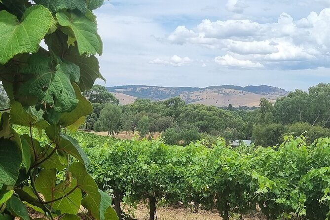 Barossa Valley Shared Tour with Wine Tasting and Lunch - Who Should Consider This Tour?