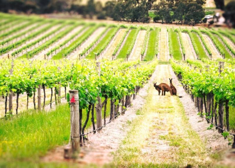 Barossa Valley: Two Hands 1.5-Hour Vineyard Tour - Key Points