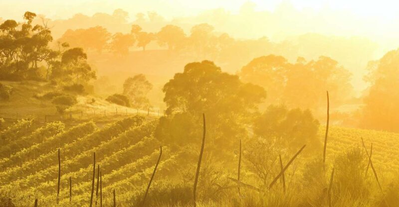 Barossa Valley: Two Hands Flagship Vineyard Experience - Final Thoughts: Is It Worth It?