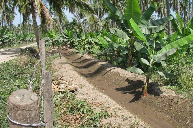 barra de navidad and plantations - The Sum Up: Is This Tour Worth It?