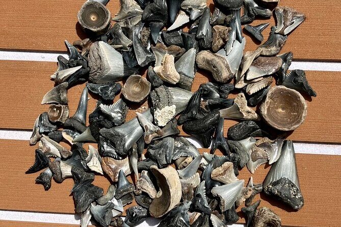 Barrier Island Drop Off Fossil Hunting Excursion - Key Points