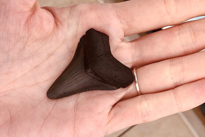 Barrier Island Drop Off Fossil Hunting Excursion - Frequently Asked Questions