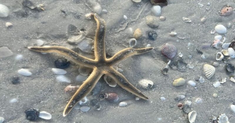 Barrier Island Shelling Tour - Frequently Asked Questions