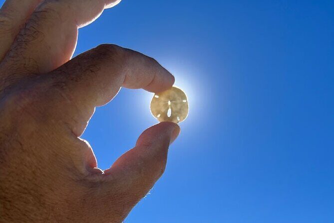 Barrier Island Shelling Tour - The Sum Up