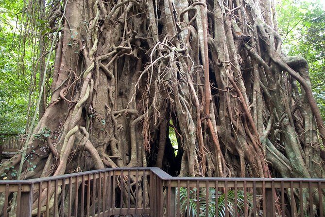 Barron Gorge and Kuranda National Park Half Day Rainforest and Waterfall 4WD Tour from Cairns - A Tour That Brings Australia’s Natural Beauty to Life
