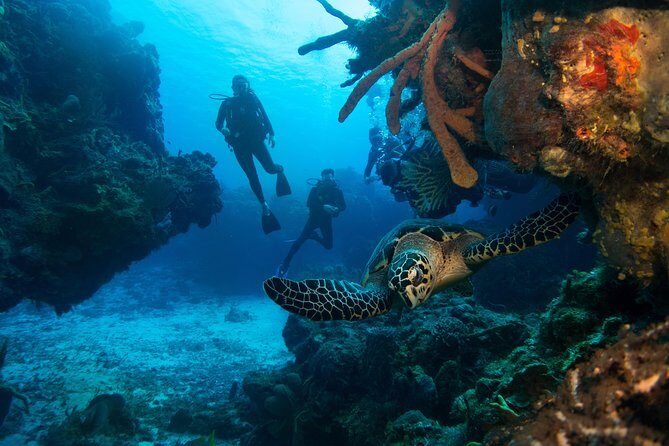 Basic Diver - Bautismo - Who Should Consider This Tour?