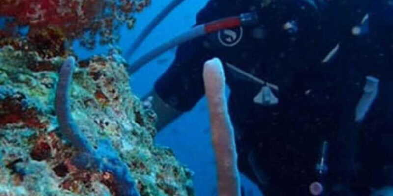 Basic Fun Dive at Menjangan Island - The Dive Spots and Their Appeal