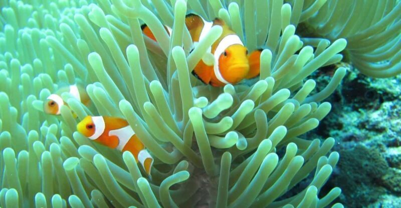 Basic Fun Dive at Menjangan Island - Authentic Experiences and Visitor Feedback