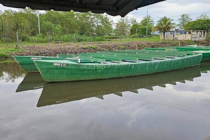 Basking in Nature during a Caroni Bird Sancturary Tour - Who Should Consider This Tour?