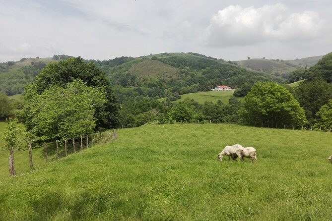 BASQUE CHEESE and TXAKOLI WINE - Private Gastronomic Adventure - Who Should Consider This Tour?