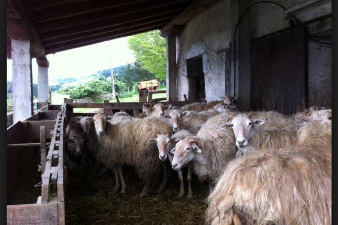 BASQUE CHEESE and TXAKOLI WINE - Private Gastronomic Adventure - The Sum Up