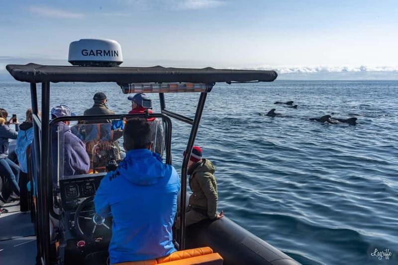 Basque Country : Whale and Dolphin Watching Boat Tours - Key Points