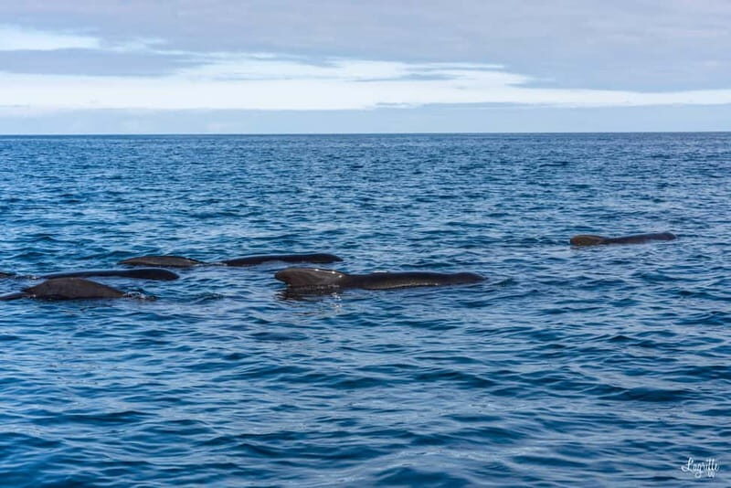 Basque Country : Whale and Dolphin Watching Boat Tours - A Deep Dive into the Experience
