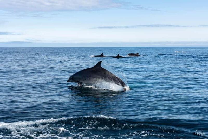 Basque Country : Whale and Dolphin Watching Boat Tours - Final Thoughts