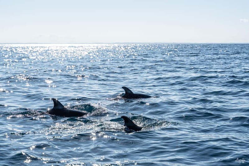 Basque Country : Whale and Dolphin Watching Boat Tours - FAQs