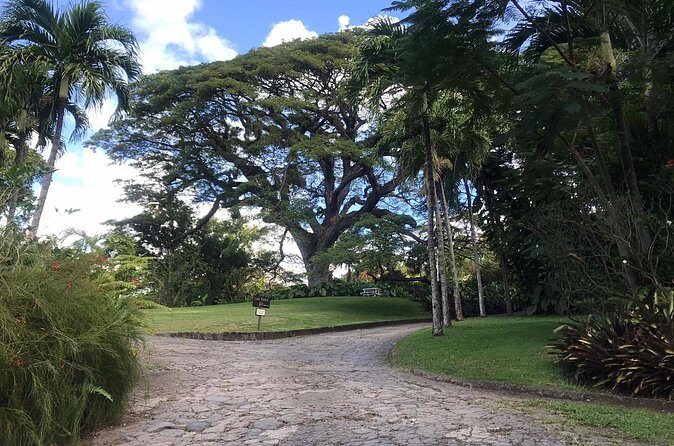 Basseterre Half Day Tour - Insights from Reviews: What Travelers Loved
