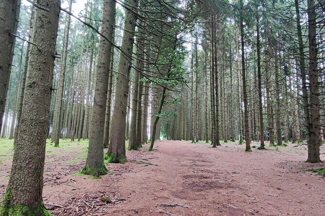 Bastogne & the Battle of the Bulge - 1 Day Tour from Brussels - Who Will Love This Tour?