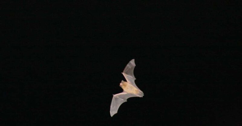 Bat Watching Madeira - Introduction