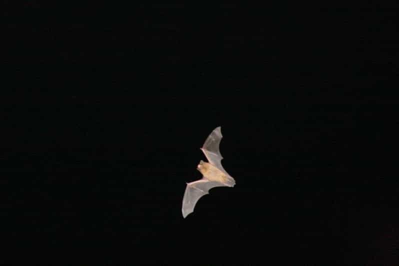 Bat Watching Madeira - What Makes Bat Watching Madeira Special?