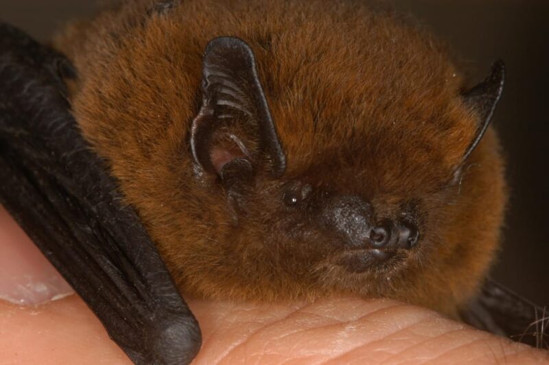Bat Watching Madeira - FAQ