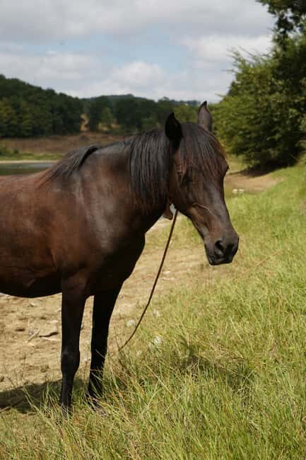 Batangas, Philippines: Boat Ride Tour & Horseback Day Trip - A Closer Look at the Itinerary and Practical Details
