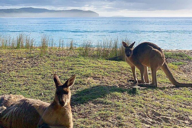Batemans Bay Overnight Kayak Camping Tour from Canberra - All Inclusive - Transportation and Logistics