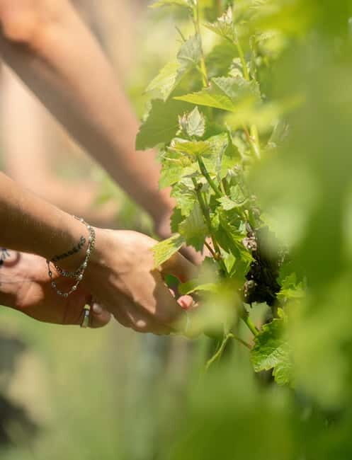 Bath: Vineyard Tour, Wine Tasting, and Music Pairing - Key Points