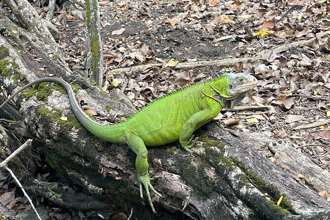 Bathtub of Josephine and Islands Half day Boat trip - The Sum Up: Who Will Love This Tour?