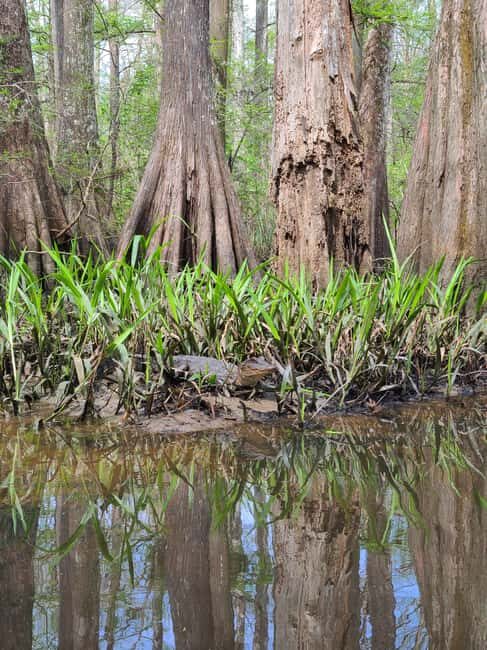 Baton Rouge: Kayak Tour Through the Historic Atchafalaya - An In-Depth Look at the Kayak Tour