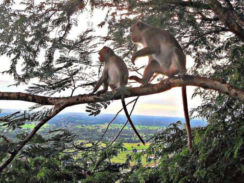 Battambang: Bamboo Train, Bat Cave, Killing Cave by Tuk Tuk - What to Expect: A Day in Battambang’s Heart