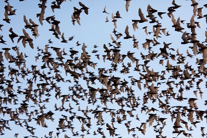 Battambang City and Country side Full day Tour - Transportation, Price, and Overall Value