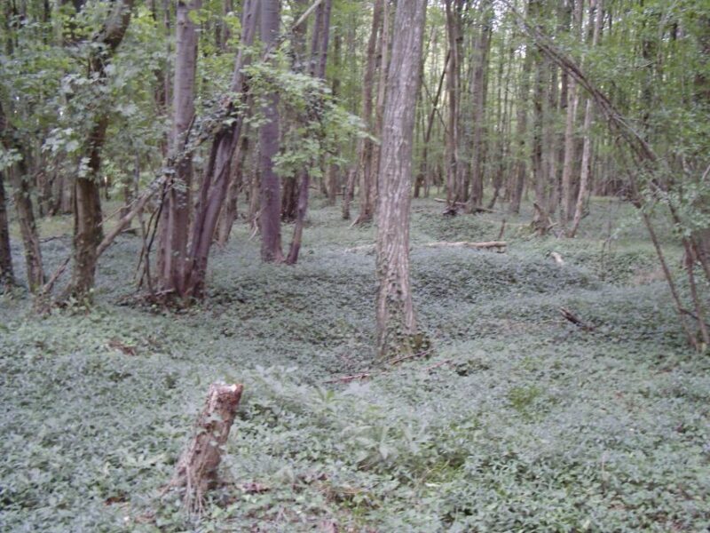 Battle of Cantigny: First American Offensive WWI from Amiens - The Experience of Visiting WWI Battlefields Today