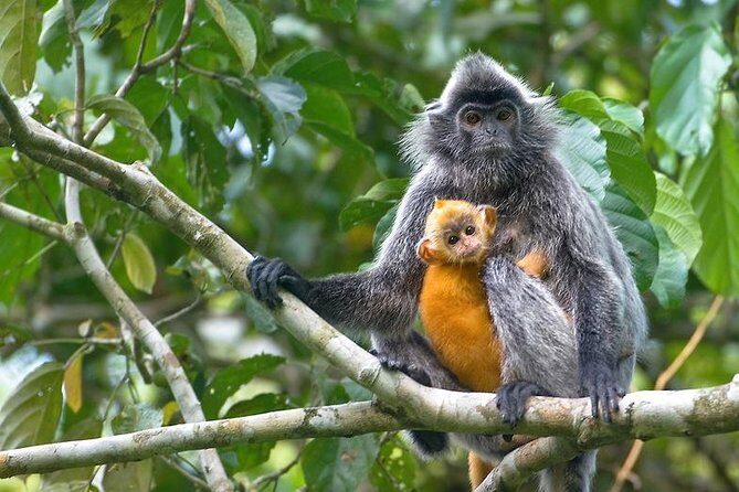 Batu Caves & Firefly Cruise from Kuala Lumpur with Seafood Dinner - Practical Aspects you Should Know