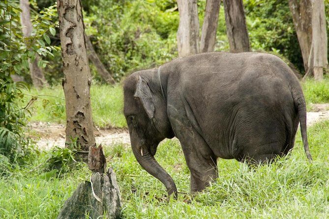 Batu Caves & Kuala Gandah Elephant Sanctuary Full-Day Tour - Exploring the Batu Caves & Kuala Gandah Elephant Sanctuary Full-Day Tour: A Practical and Authentic Adventure