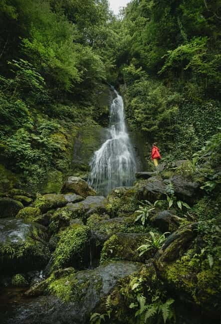 Batumi to Mtirala National park - Half day hiking group tour - The Overview: What to Expect on This Half-Day Adventure