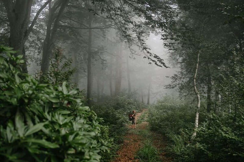 Batumi to Mtirala National park - Half day hiking group tour - Final Thoughts: Is This Tour Worth It?