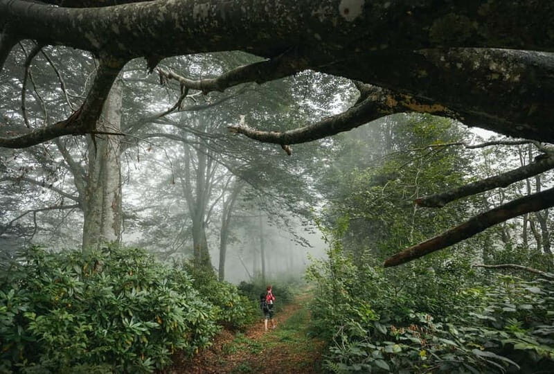 Batumi to Mtirala National park - Half day hiking group tour - FAQ