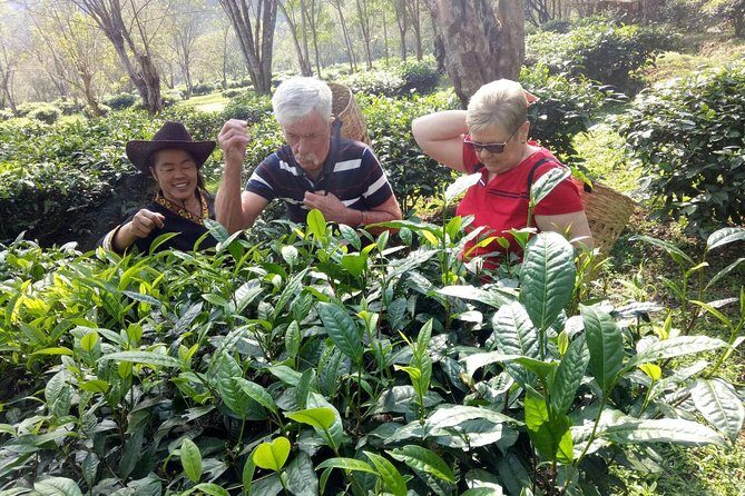 Bau Thong Waterfalls, Tea, and Wat Ban Den Private Tour - Who Should Consider This Tour?
