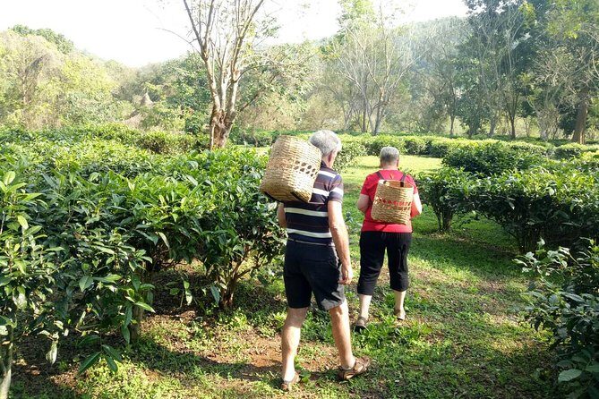 Bau Thong Waterfalls, Tea, and Wat Ban Den Private Tour - Final Thoughts: Is It Worth It?
