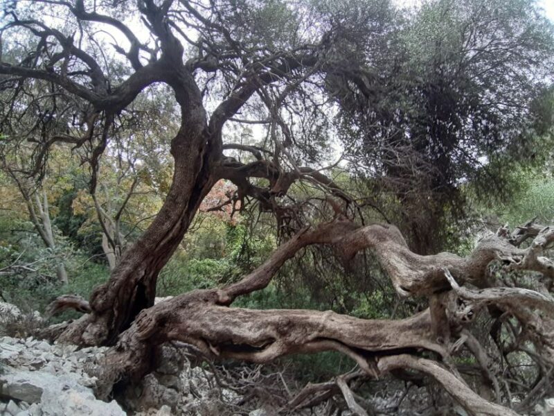 Baunei: Cala Goloritzè Trekking Tour with A Guide - Practical Considerations
