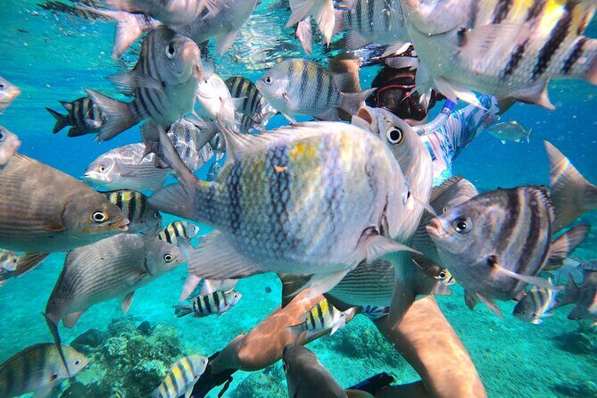 Bavarian Fiesta Snorkel Activity in Glass Bottom Boat at San Miguel de Cozumel - Deep Dive: The Experience in Detail