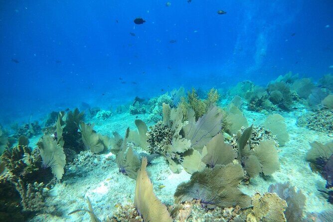 Bavarian Fiesta Snorkel Activity in Glass Bottom Boat at San Miguel de Cozumel - Value & Cost Analysis