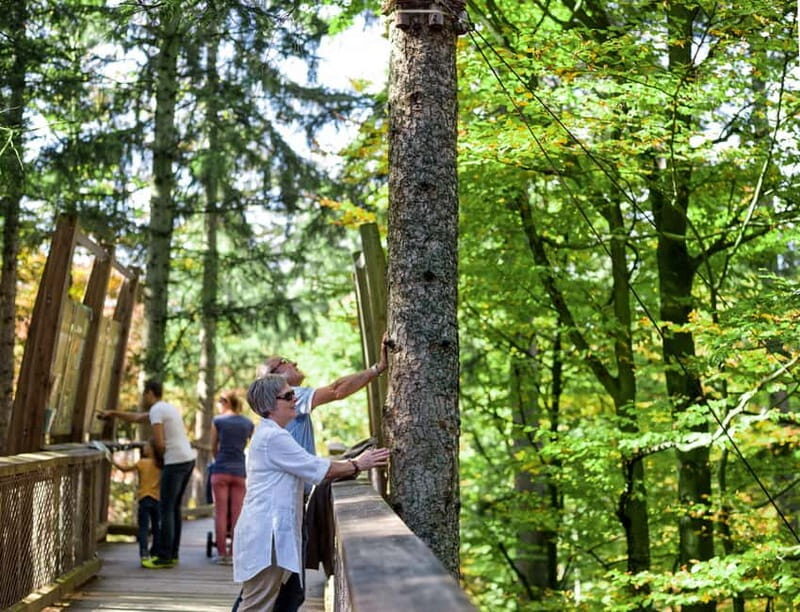 Bavarian Forest: Treetop Walk & Egg Tower Experience - Accessibility and Convenience
