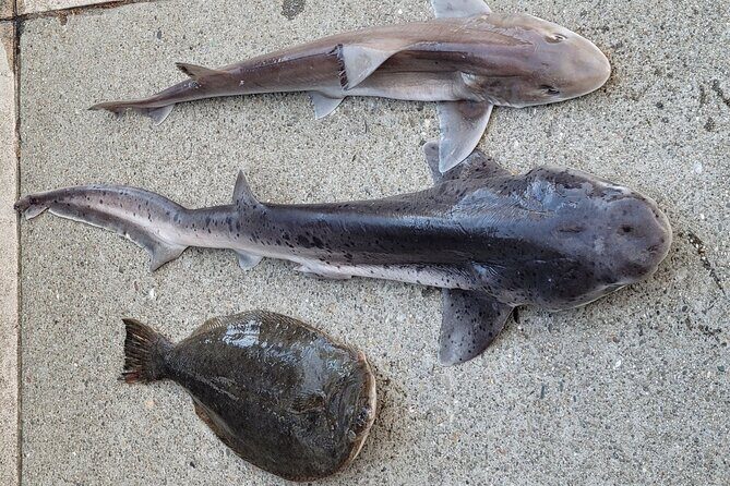 Bay Area Pier Fishing: Sturgeon, Sharks, and Stingray Hunt - An In-Depth Look at the Experience