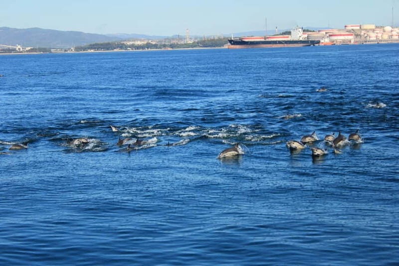 Bay of Gibraltar: Dolphin Cruise - A Closer Look at the Dolphin Cruise Experience