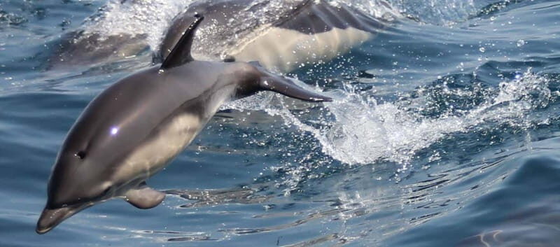 Bay of Gibraltar: Dolphin Cruise - Who Should Consider This Experience?