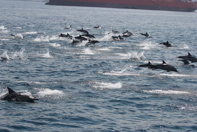Bay of Gibraltar: Dolphin Cruise - Final Thoughts